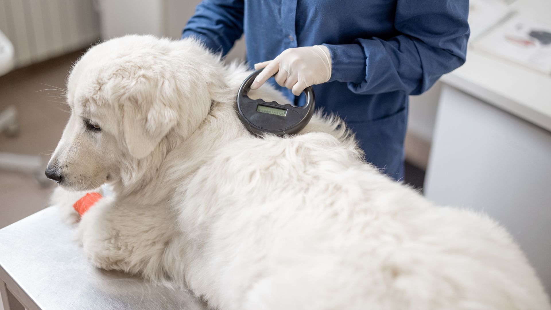Pet Microchipping In Albuquerque, NM | Northview Animal Hospital